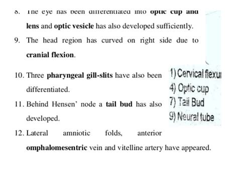 Ty Chick Embryology Presentaion Veena Dongare Pptx