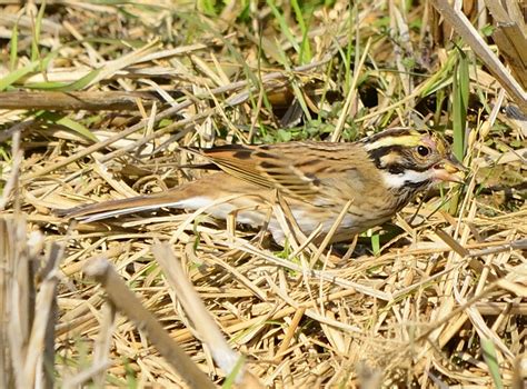 キマユホオジロ 2019 02 12 日本の野鳥識別図鑑