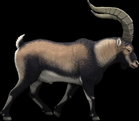 Pyrenean Ibex Paleo Media Wiki Fandom