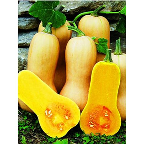 Jual Bibit Benih Biji Labu Madu F1 Butternut Squash Biji Tanaman Pohon Labu Madu F1 Labu