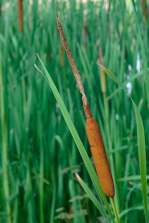 Typhaceae Background Images Hd Pictures And Wallpaper For Free