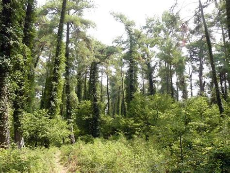 ბიჭვინთის ფიჭვის ტყის ნაკრძალი ბიჭვინთა