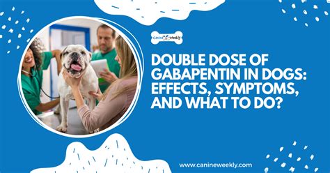 Double Dose Of Gabapentin In Dogs Effects Symptoms