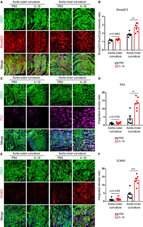 High Fluid Shear Stress Inhibits Cytokine‐driven Smad23 Activation In