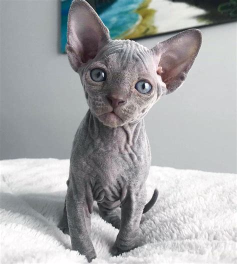 75 Of The Most Adorable Photos Of Hairless Sphynx Cats