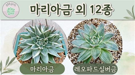 9월20일 판매완료 마리아금 외 12종 판매🍁 Youtube