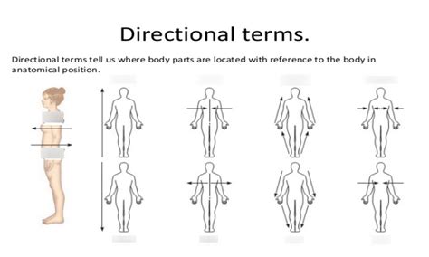 Diagram Of Anatomical Position Quizlet