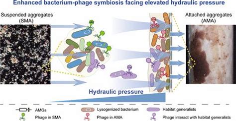面对升高的水应力的膜表面上附着的微生物聚集体增强了细菌 噬菌体共生 Environmental Science And Technology X Mol