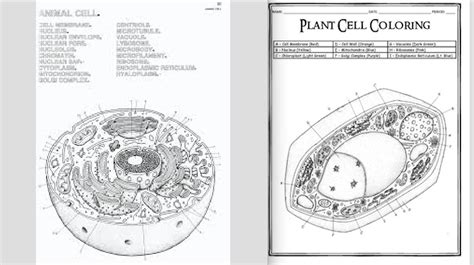 Biology Life Is Cellular Chapter 7 Diagram Quizlet