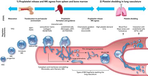 Platelet Biogenesis In The Lung Circulation Physiology