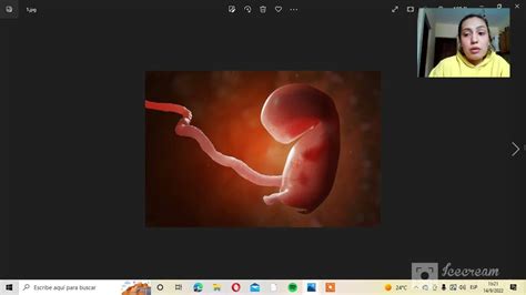 Ectodermo del embrión YouTube