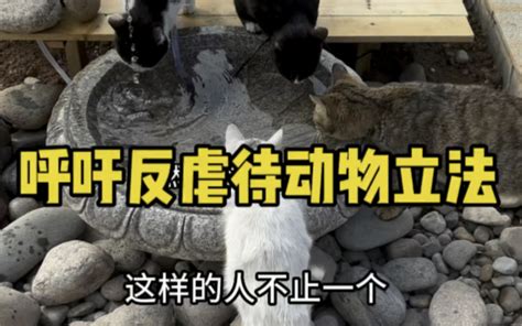 为永不屈服的奶牛猫小战士发声！ 五月妈院儿里的小流浪 五月妈院儿里的小流浪 哔哩哔哩视频