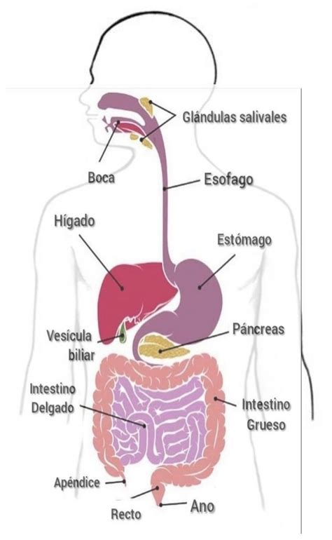 Pin De Angie Nicols En Actividades Sistema Digestivo Para Niños