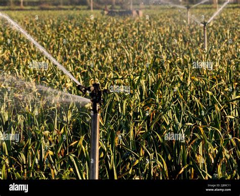 Irrigation System In Ecological Seedling Agricultural Plants Hd Image