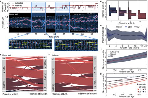 Tracking F Plasmid A Example Cell Cycle Of The E Coli Strain
