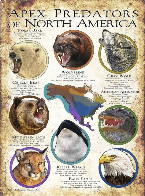 What Is An Apex Predator