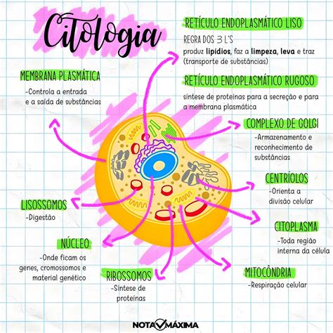 Citologia Artofit