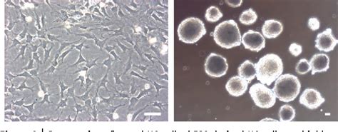 Figure 9 From Derivation Of Neural Crest Cells From Human Pluripotent Stem Cells Semantic Scholar