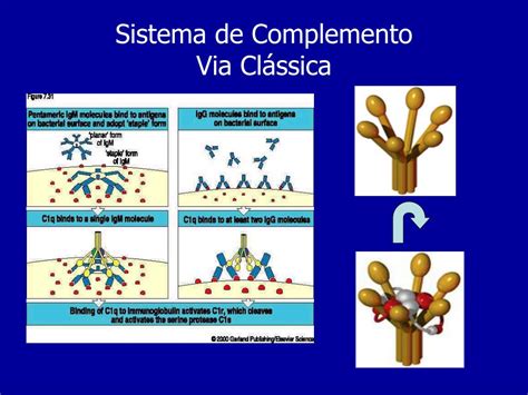 Ativação Do Sistema Complemento Librain