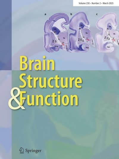 Microvascular Structure Variability Explains Variance In Fmri Functional Connectivity