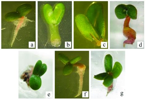 The Different Morphological Variations During The Seed Germination Of Download Scientific