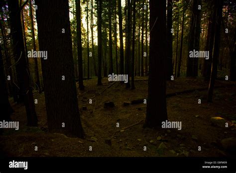 Light Penetrating Trees In Forest At Sunset Stock Photo Alamy