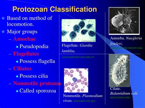 Classification Of Protozoa
