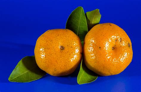 Jeruk Orange Keprok Buah Foto Gratis Di Pixabay Pixabay