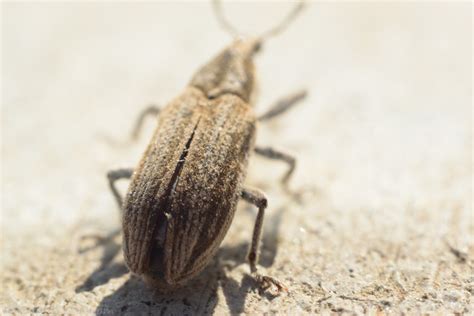 Bugs On The Concrete Mark Horton