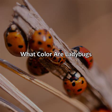 What Color Are Ladybugs