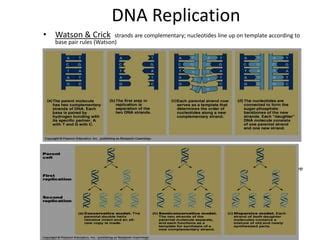 DNA Synthesis Pptx