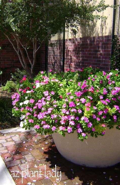 Vinca Flowers In Pots Best Flower Site