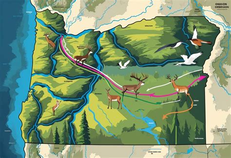 Wildlife Migration Patterns Through Oregon Key Routes And Species
