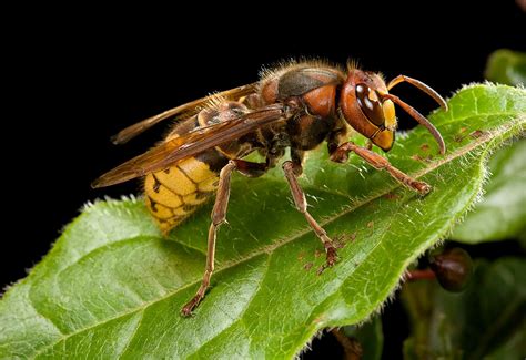 Hornet Description Nest Sting Facts Britannica