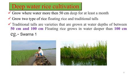 Rice Cultivation Pptx