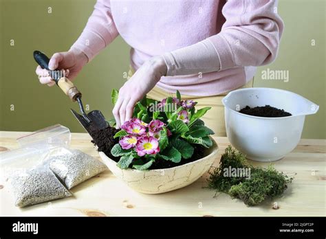 Florist At Work Woman Shows How To Make Simple Decoration With Primula