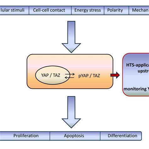 Htrf ® Homogeneous Time Resolved Fret Donor Eg Eu 3 Cryptate Is