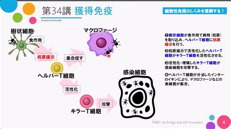 高校講座 生物基礎第34講獲得免疫 YouTube