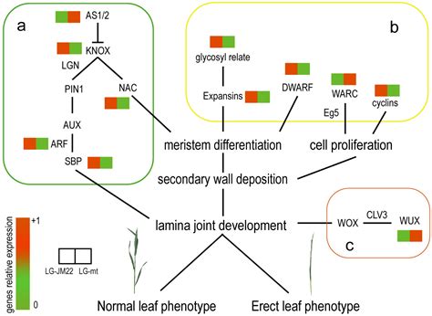 Genetic Analysis And Fine Mapping Of Qtl For The Erect Leaf In Mutant