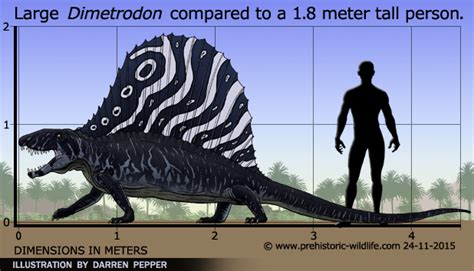 Imagen Dimetrodon Size Wiki Prehistórico Fandom Powered By Wikia