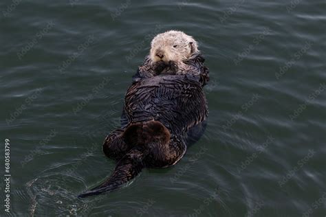 Otter Object Detection Dataset By Talovpracticas