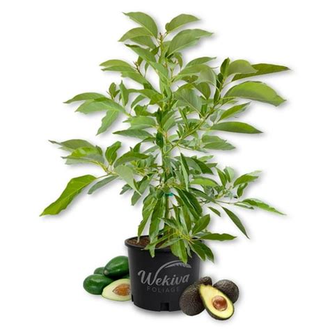 Mexicola Avocado Tree Grafted Live Plant In A 3 Gallon Growers Pot