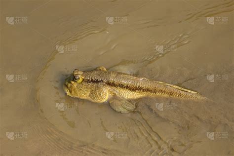 弹涂鱼，红树林的两栖鱼类