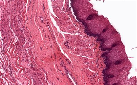 Esophagus Histology Esophagus Tissue Slides Adult Normal Paraffin