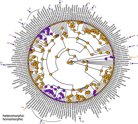 Distribution Of Homomorphic And Heteromorphic Sex Chromosomes Along The