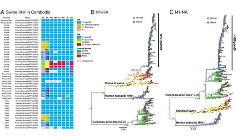 Pandemic Fears As New Virus Strains Found Circulating ‘unnoticed In