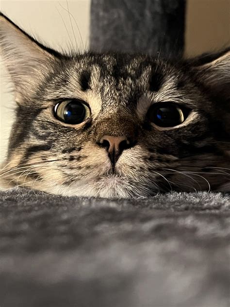 My Boy Tuff Rtabbycats