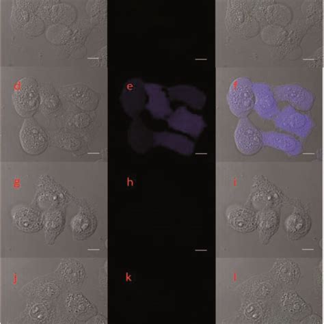 Two Photon Fluorescence Images B E H K Of Hela Cells Collected At