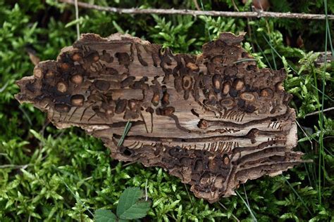 Moss Tree Bark Feeding Courses Free Photo On Pixabay Pixabay