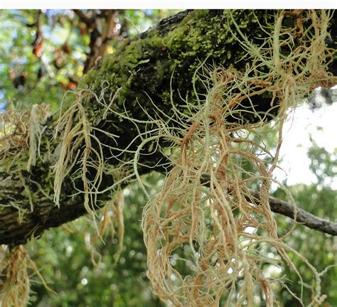 Can You Help Me To Identify This Lichen ResearchGate